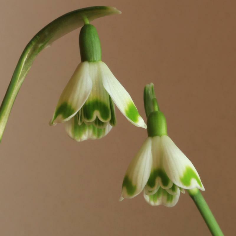 ПОДСНЕЖНИКИ - ОСЕНЬ 2022_1