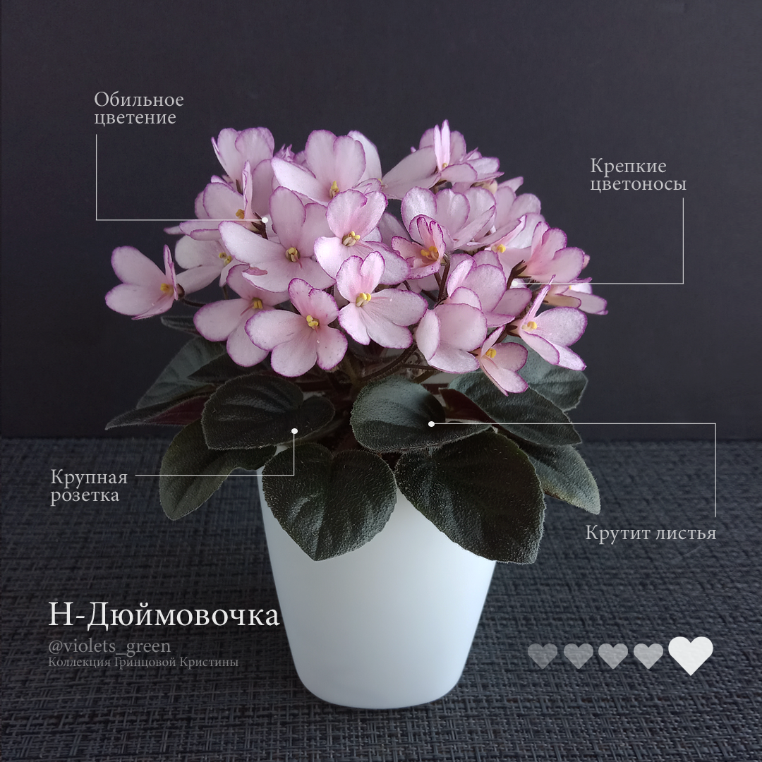 Сортовые фиалки в Челябинске